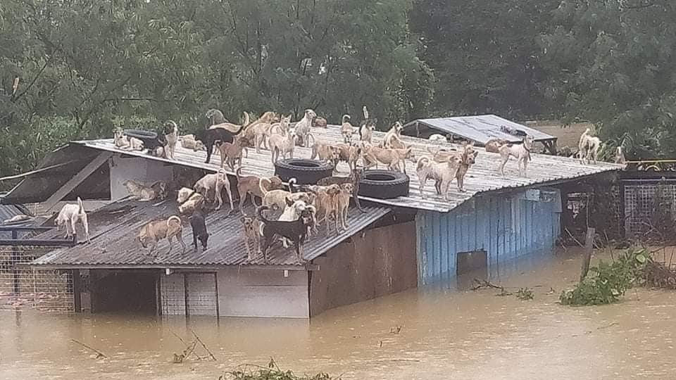 Petition · Paw Rescue: Evacuate Pets During Calamity - Philippines ...