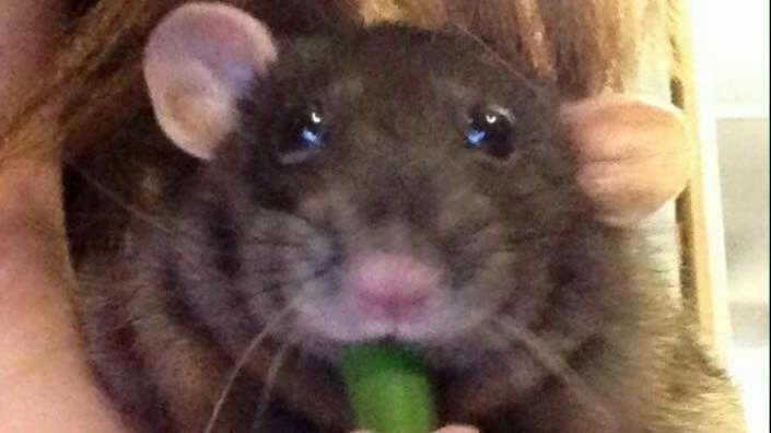 Petition · Let Sam get 2 RATS !!! - United States · Change.org