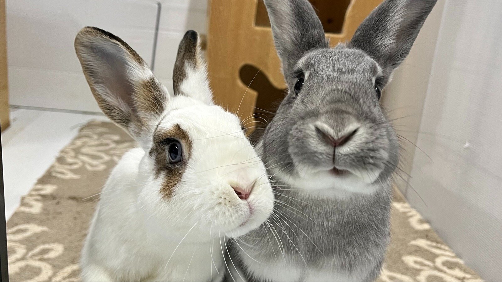 Petition · Help Bunny Lu Continue Their Lifesaving Rabbit Rescue ...