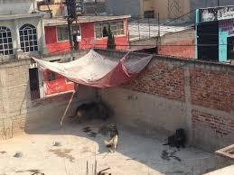 Petición · Que se prohiba en la Ciudad de México tener mascotas en ...