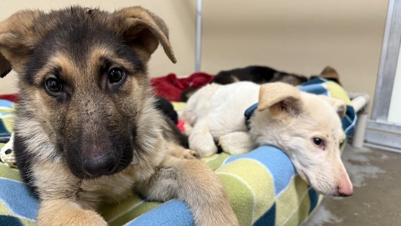 Petition · Justice for 60 Starved Animals — Demand Full Prosecution in ...