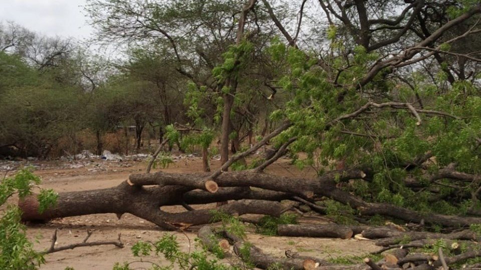 Petition · Save Trees, Save India's Tree Capital - Gandhinagar, Gujarat ...