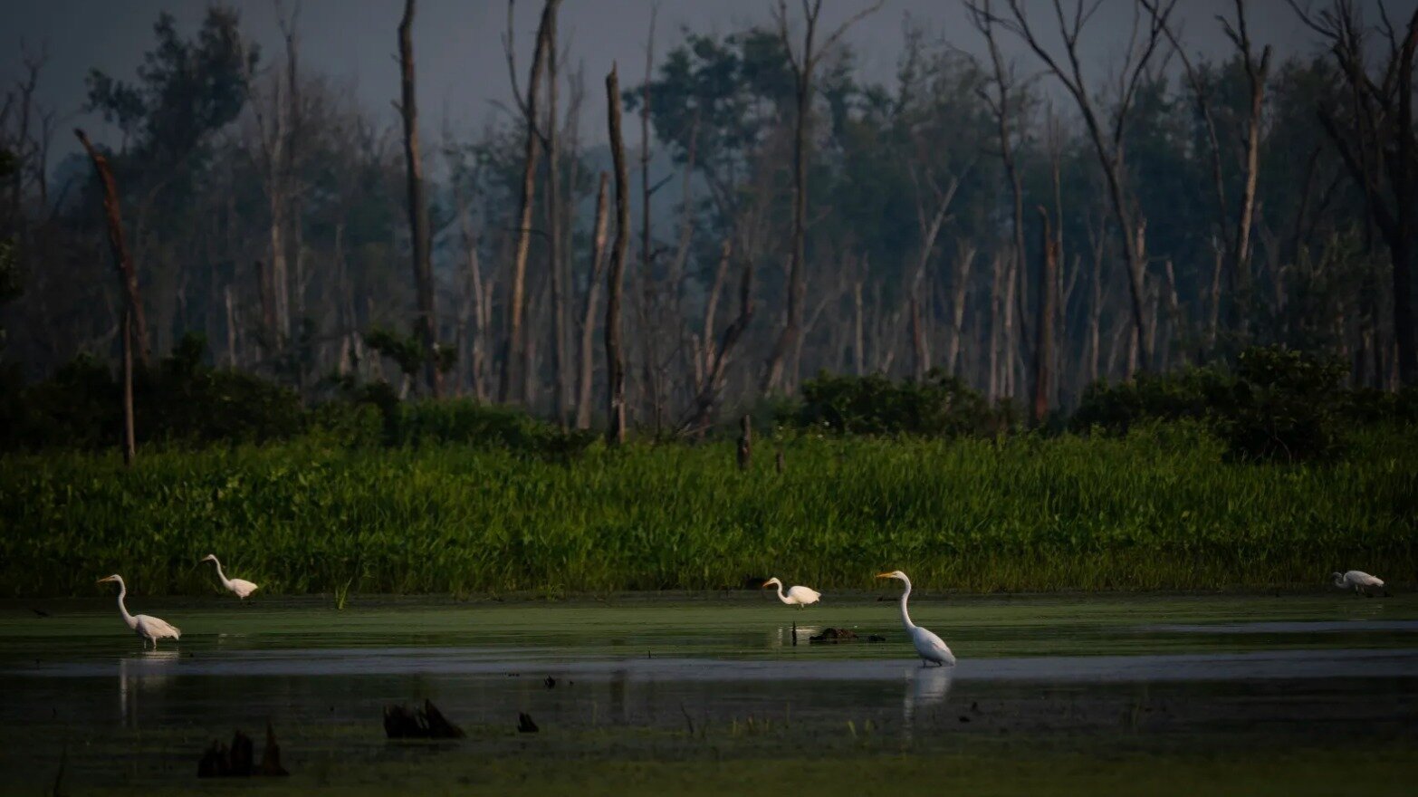 Petition · Illinois Must Act Now: Protect Our Wetlands Before It’s Too ...
