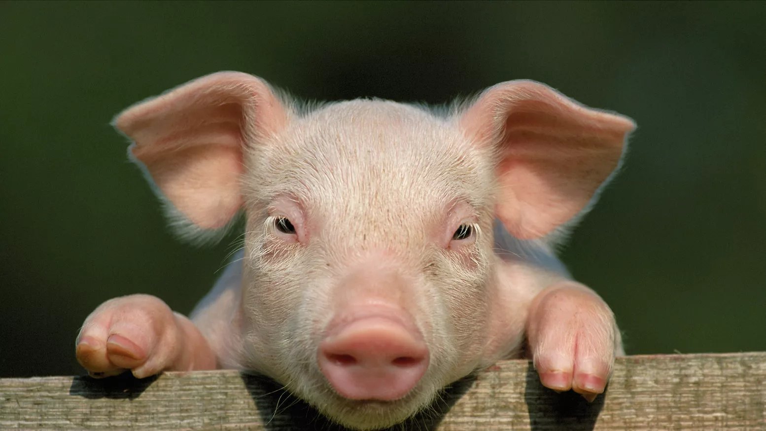 Petition · Justice for Bob the Pig - United States · Change.org