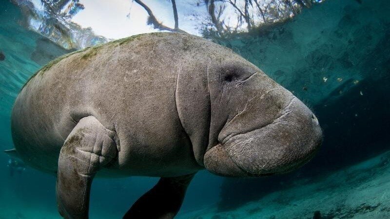 Petition · Protect Florida's Manatees - United States · Change.org