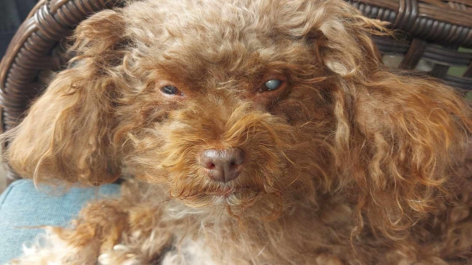 Petition · Help Rescue Coco from her Abusive- Neglectful Owner and ...