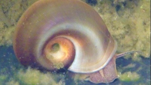 Petition · Magnificent Ramshorn Snail - Endangered Species Listing ...