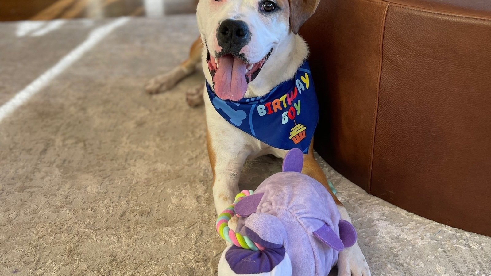 Petition · Hunter needs a brother! - United States · Change.org