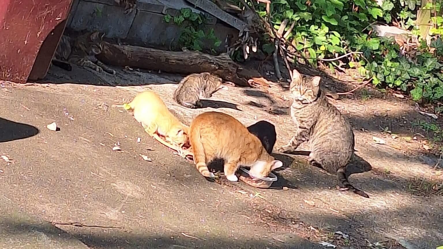 Petition · Protect Michigan’s Community Cats: Support TNR and Caregiver ...