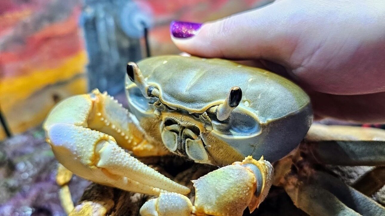 Petition · Demand Restaurants to Cease Boiling Crustaceans Alive ...