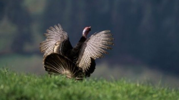 Petition · SAVE the awesome wild turkeys!! - New York, United States ...
