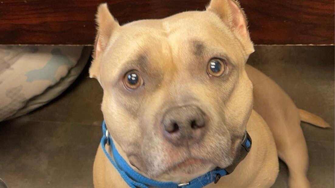 Petition · Stop the Inhumane Treatment and Unethical Euthanasia of ...