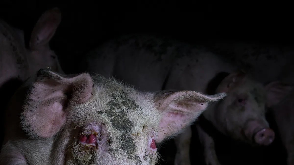 Petition · Demand humane treatment in animals slaughterhouses - United ...