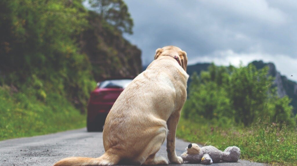 Petition · Ban Euthanasia of Stray Animals in Cyprus – Demand ...