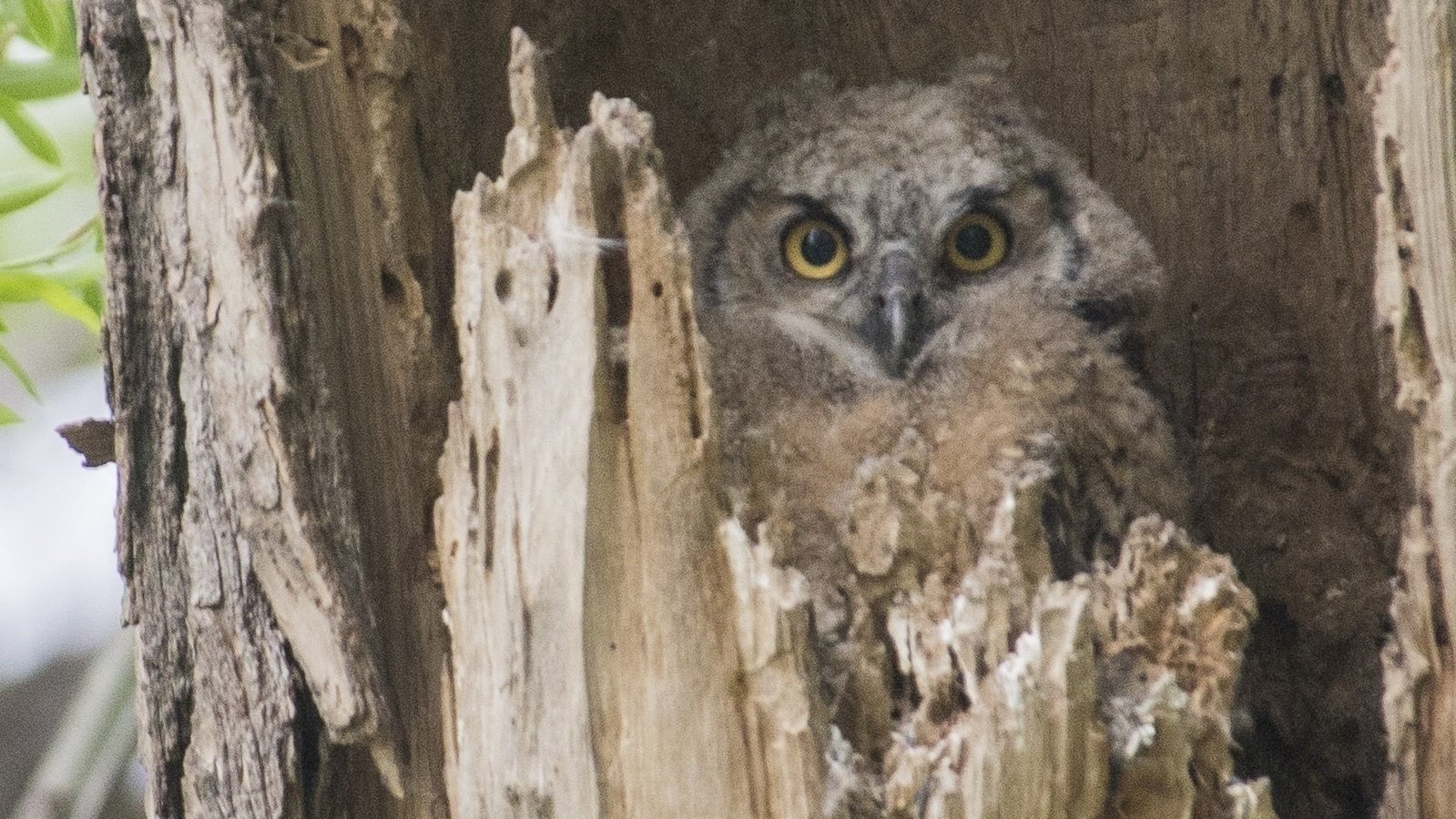 Petition · Create the Twin Lakes Owl Preserve and Open Space! - Boulder ...
