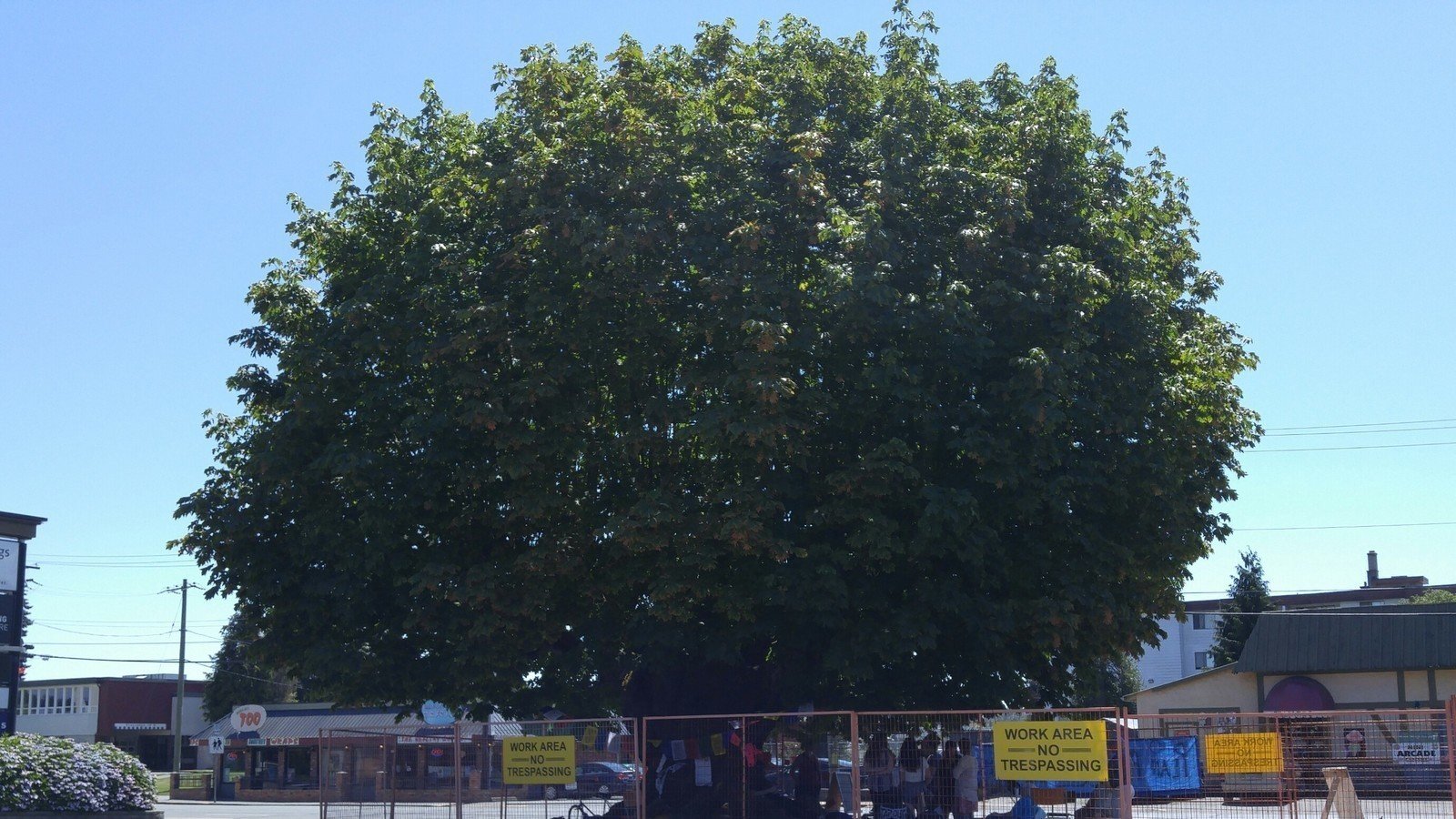 Petition · Save the Ancient Maple Tree in front of the Duncan Library ...