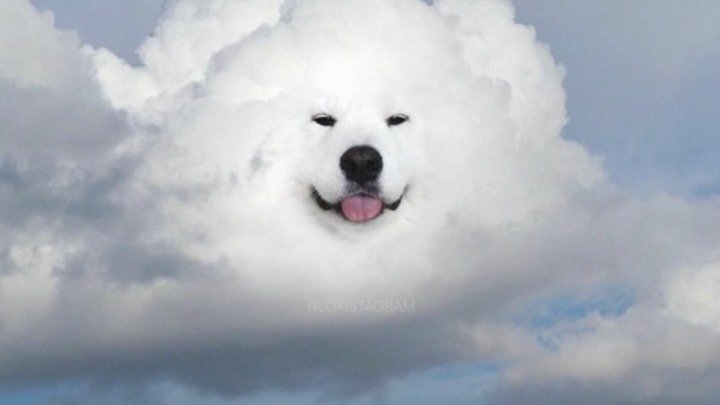 Petition · The world needs more floofy things - United States · Change.org