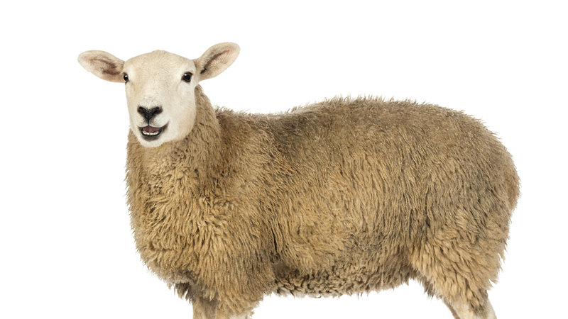 Petition · The British Council: Rename the singular 'sheep' to shoop ...