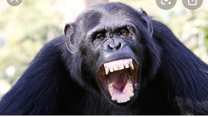 Petition · allow monke at skool - United States · Change.org
