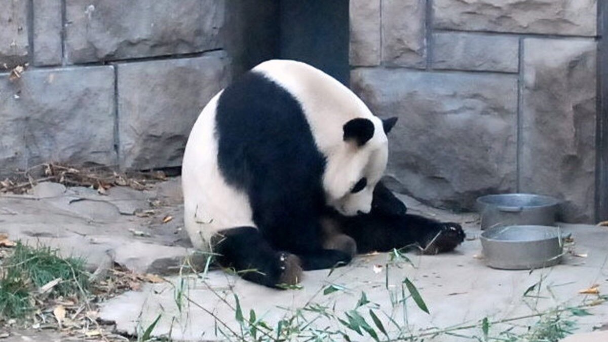 Petition · Restrict Zoos to Rescue-Only Animal Policy - Canton, United ...