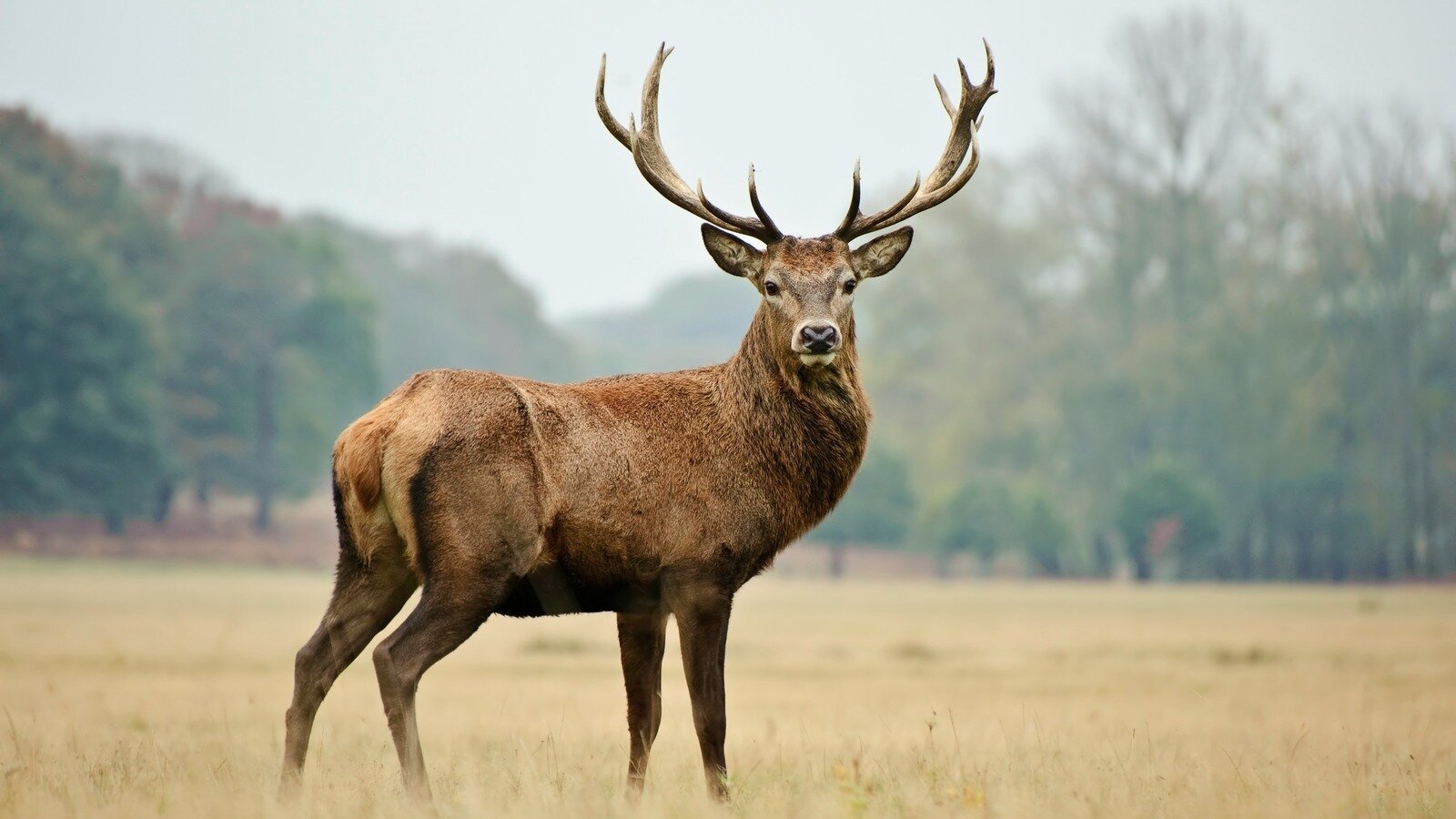 Petition · Crack Down on Trophy Buck Poaching in Pennsylvania - United ...