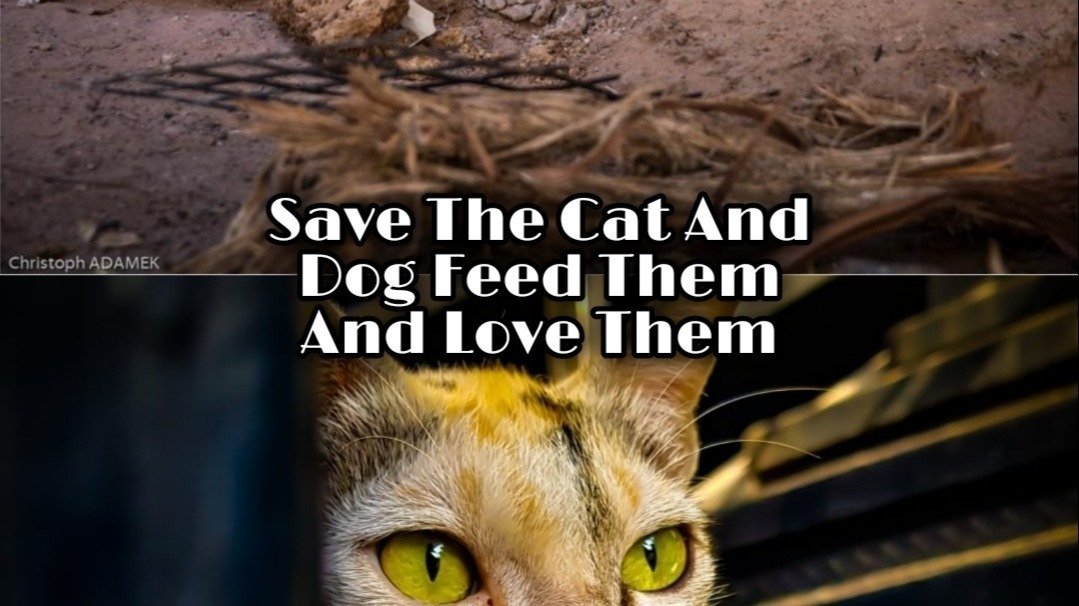 Petition · Save the Cat and Dog feed them and love them - Philippines ...