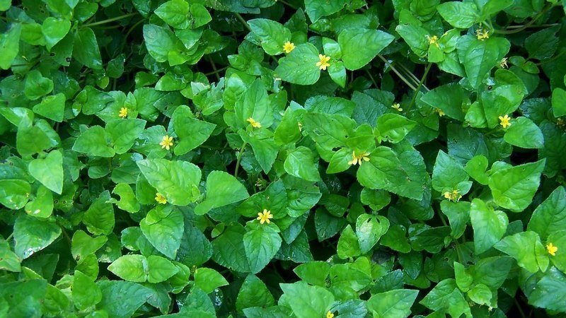 Petition · Council : Make the Straggler Daisy the State Flower of ...