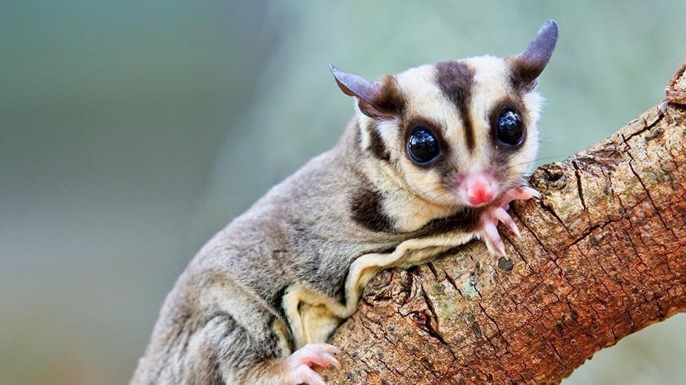 Petition · sugar gliders as pets in Australia - Australia · Change.org Petition · sugar gliders as pets in Australia - Australia · Change.org