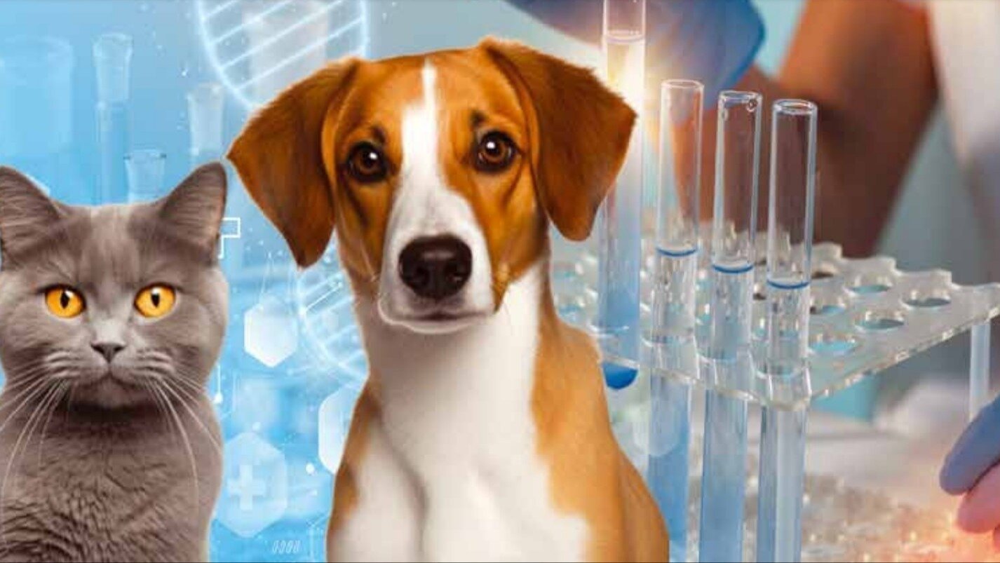 Petition · ΟΧΙ ΣΤΟ ΕΚΒΙΑΣΤΙΚΟ ΔΙΛΗΜΜΑ "ΣΤΕΙΡΩΣΗ Ή DNA" του ν. 4830/ 21 ...