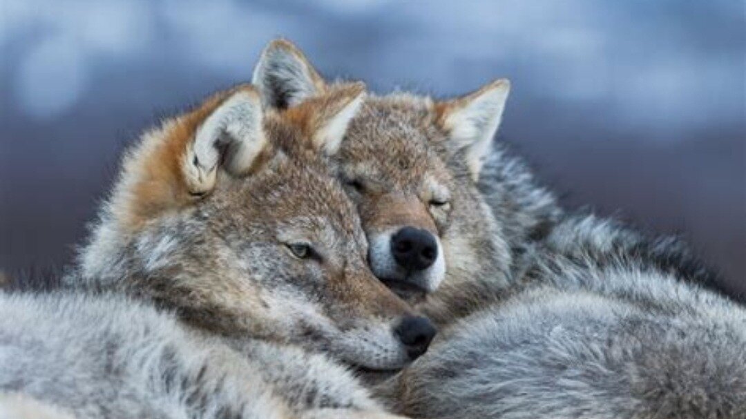 Petition · WolfQuest needs a cuddle emote - United States · Change.org