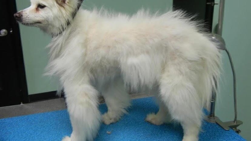 Petition · Stop Shaving Double Coated Dogs - United States · Change.org