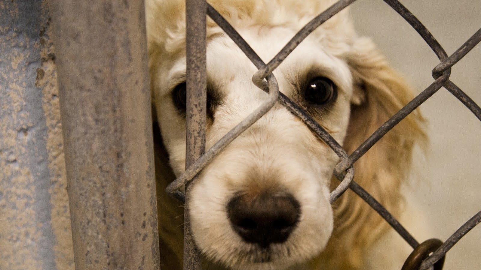 Petition Animal Cruelty Raise Awareness And Save Animals From Petition Animal Cruelty Raise Awareness And Save Animals From