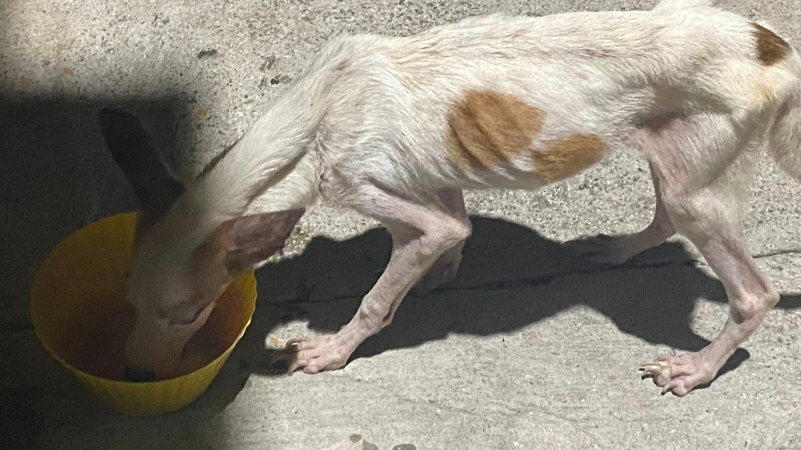 Petition · Take Action for the Animals in Ponce - Ponce, Puerto Rico ...