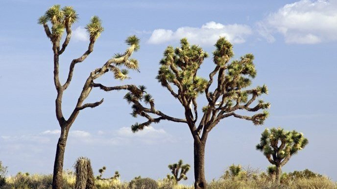 Petition · Save Desert Habitat from Big Solar - United States · Change.org