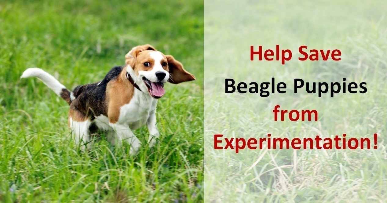 Petition · Cancel plans to expose unvaccinated beagle puppies to the ...