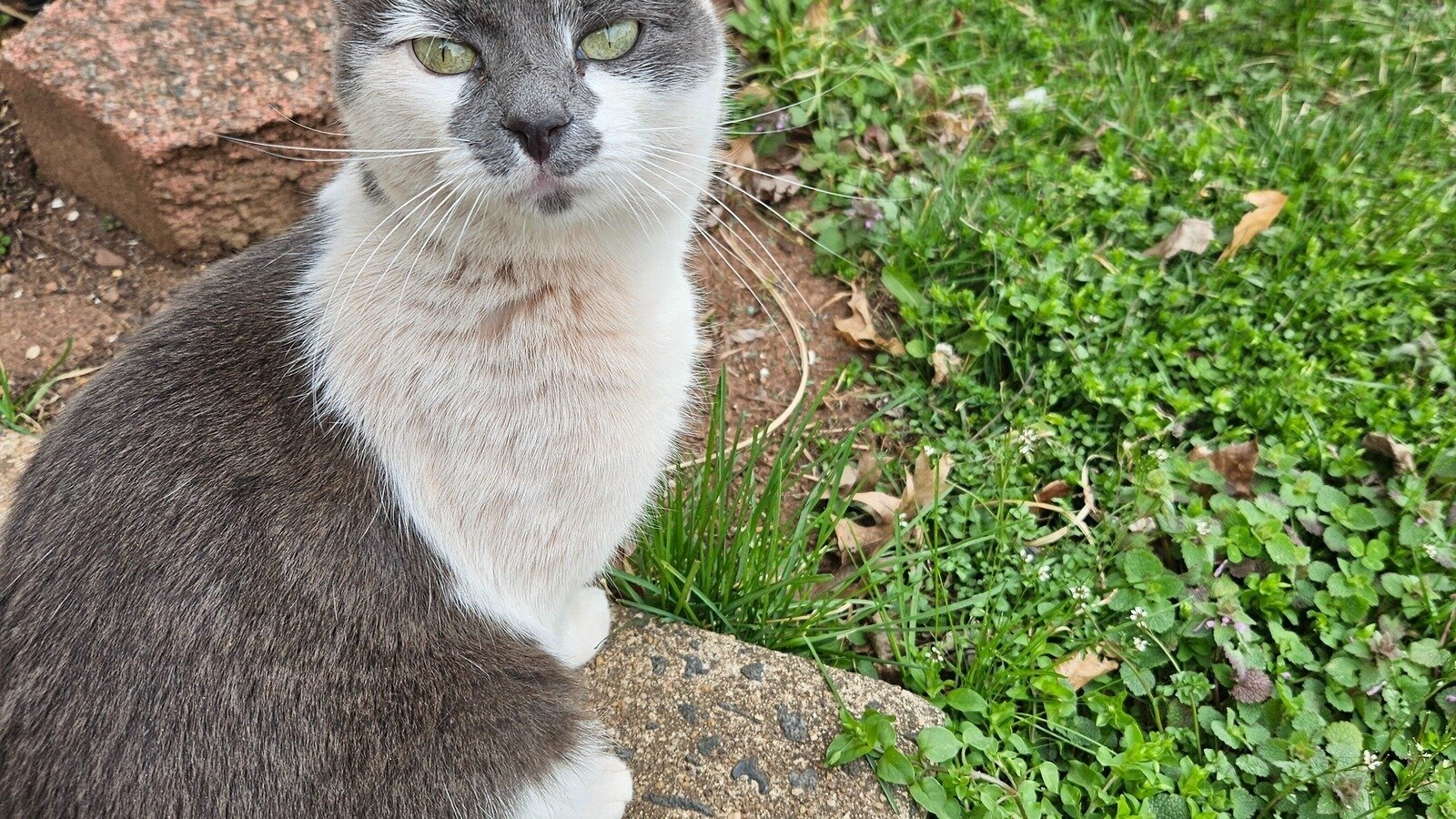 Petition · Preserve My Outdoor Cat's House in Manassas, VA - Manassas ...