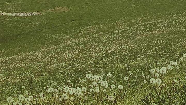 Petition · Maintain the Military Ball: Keep the Promise - Brandenburg ...