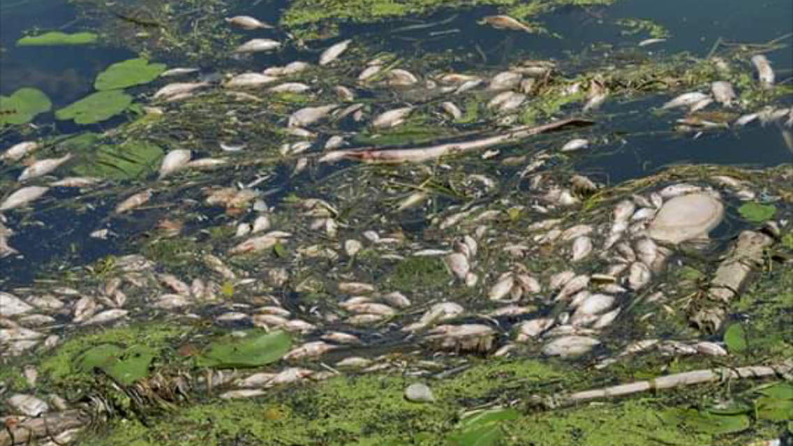 Pétition · Action en Justice Contre la Pollution de la seine par la ...