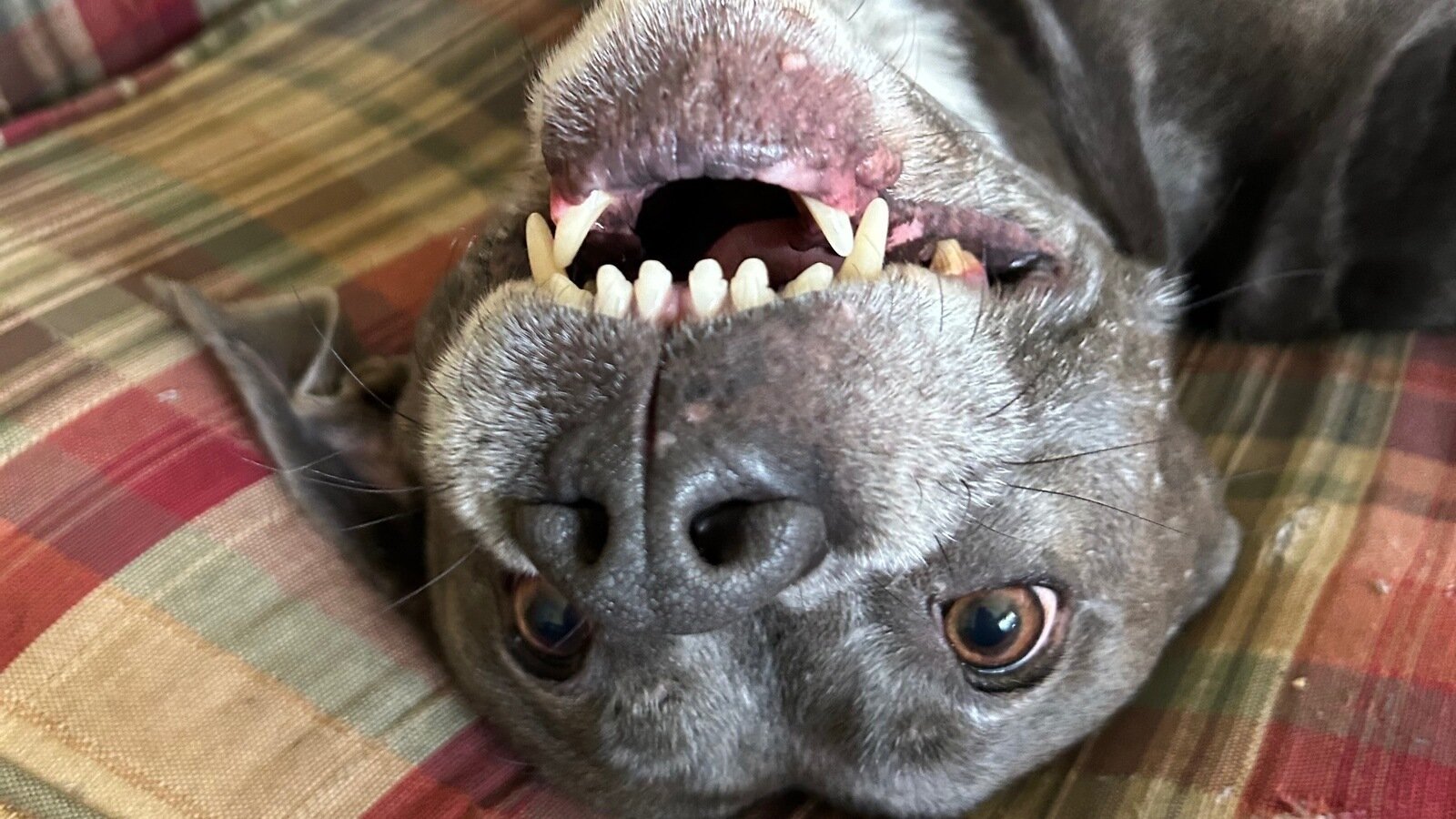 Petition · Stop Fireworks at football games at Alvis Johnson Field ...