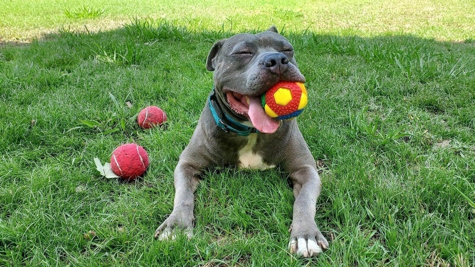 Petition · Improve Animal Control in Walton County, GA - United States ...