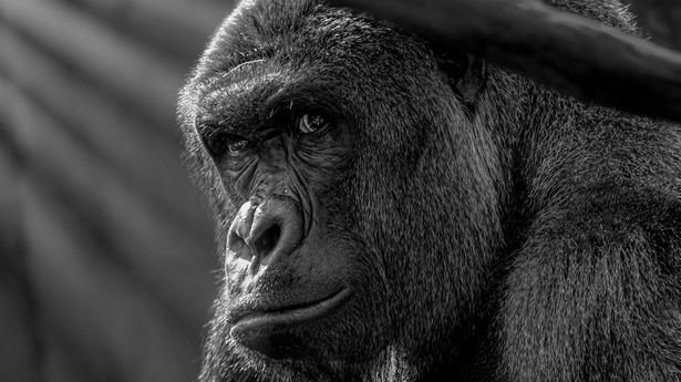Petition · Harambe be made a saint of the Holy Catholic Church - United ...