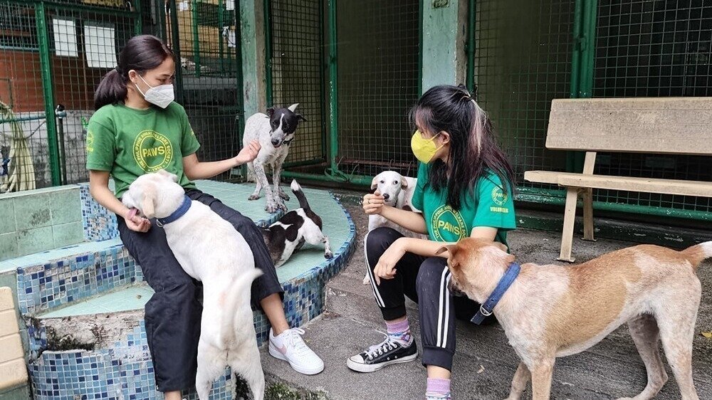 Petition · Animal volunteer - Philippines · Change.org