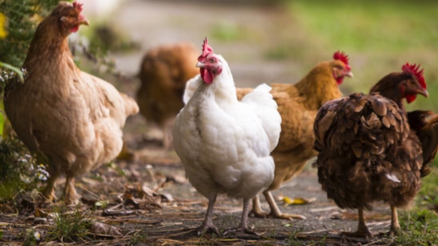 Petition · Allow keeping of backyard hens inside PLPOA boundaries ...