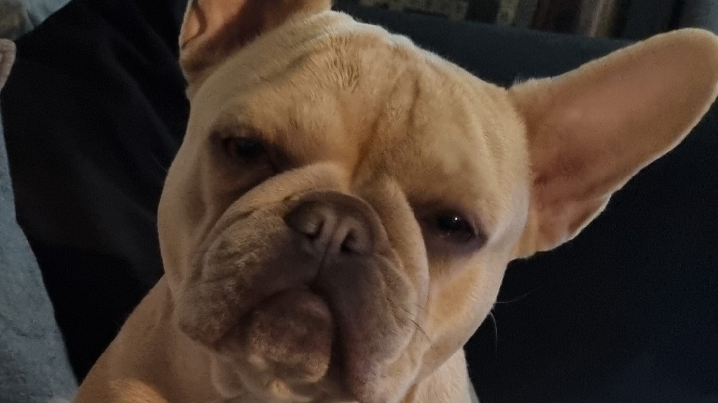 Petition · Justice for Tilli - Australia · Change.org