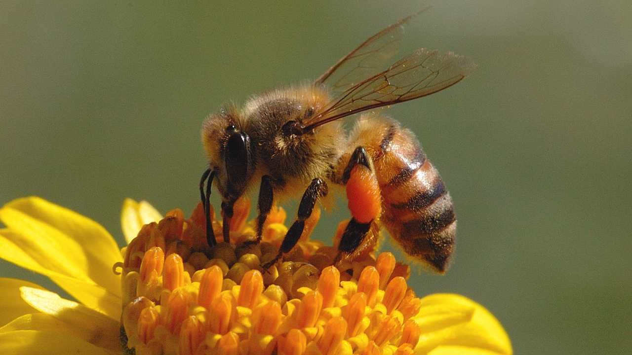 Petition · Ban of Neonicotinoids · Change.org