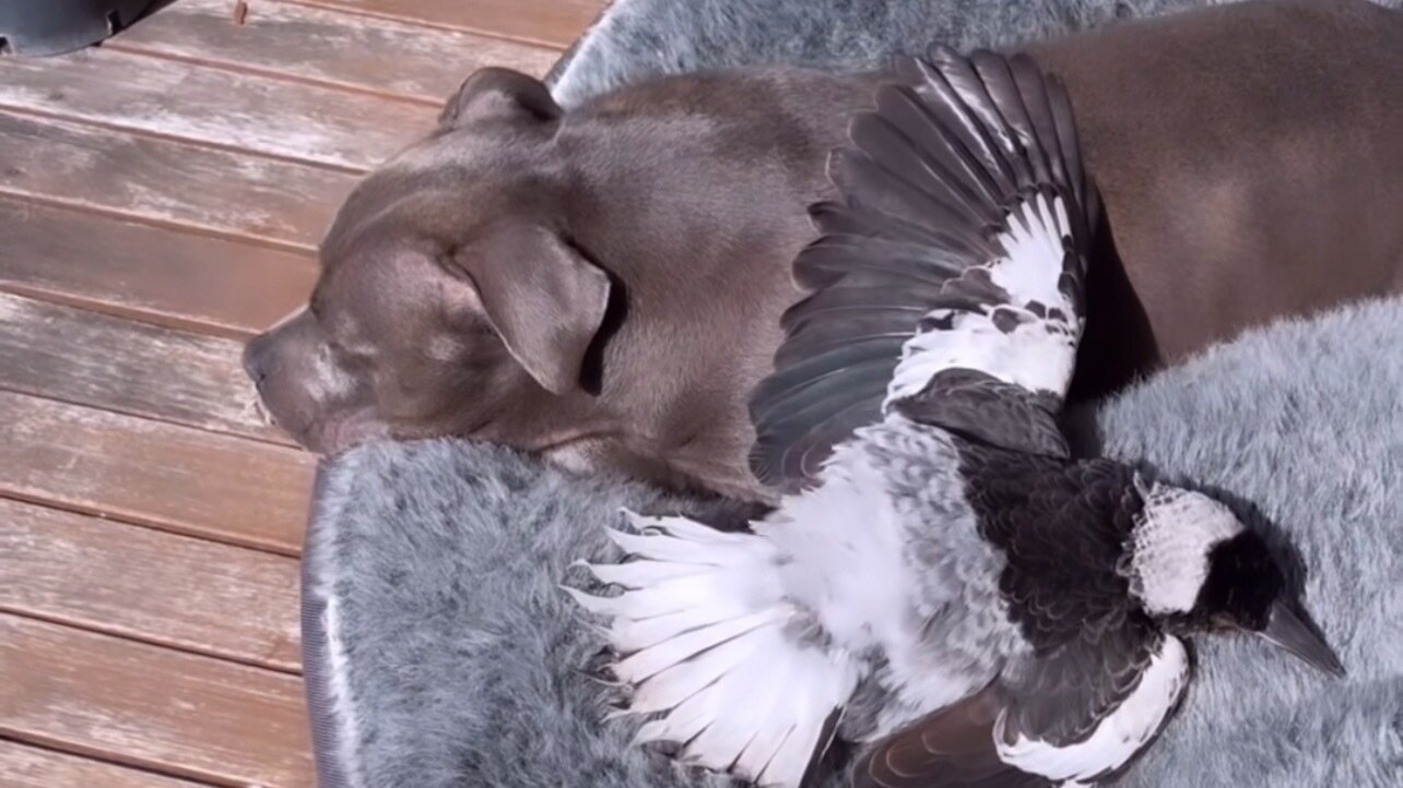 Petition · Return Molly the Magpie to Her Loving Family Immediately ...