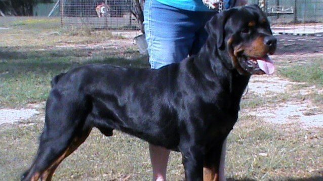 Petition · We want to keep the Natural Bob Tail Rottweiler on the Main ...