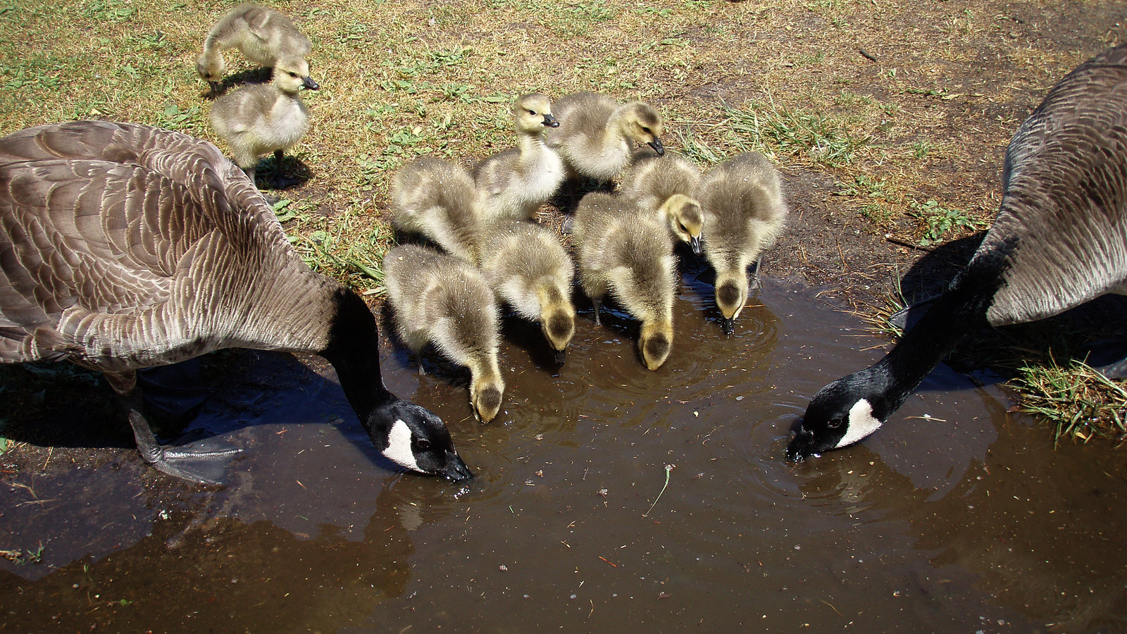 Petition · End the plan to kill geese in Montgomery Country before it ...