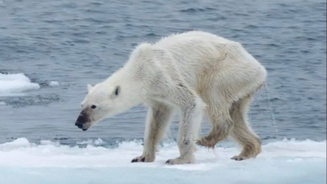 Petition · STOP THE WILLOW PROJECT BEFORE ITS TOO LATE · Change.org