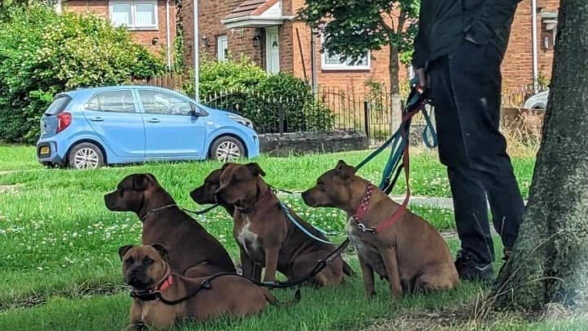 Petition · Enforce Strict Legal Compliance on the Dog Owner Unlawfully ...